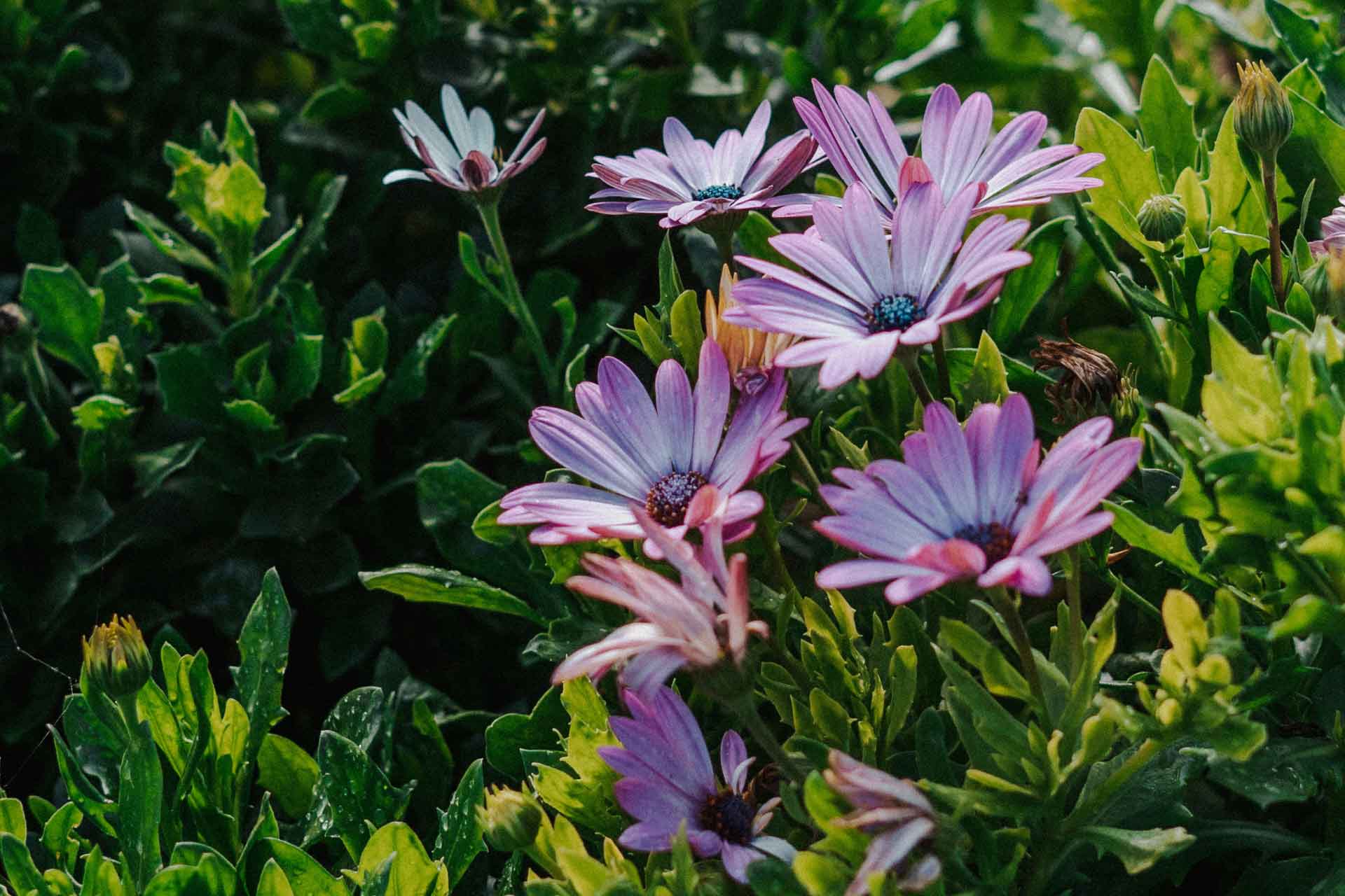 Our Garden | Culinary Restaurant & Market